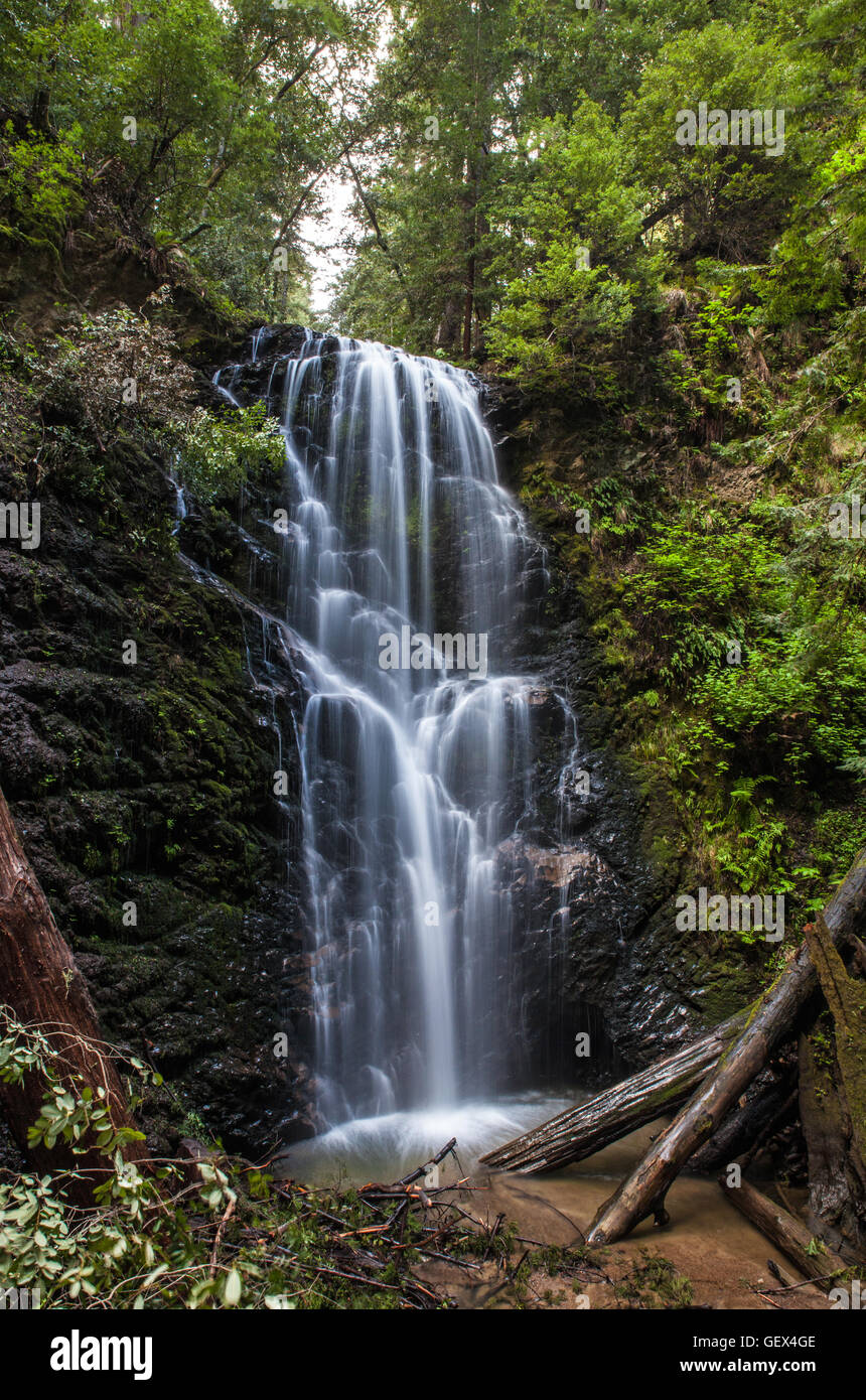 Big Basin Redwoods State Park High Resolution Stock Photography and ...