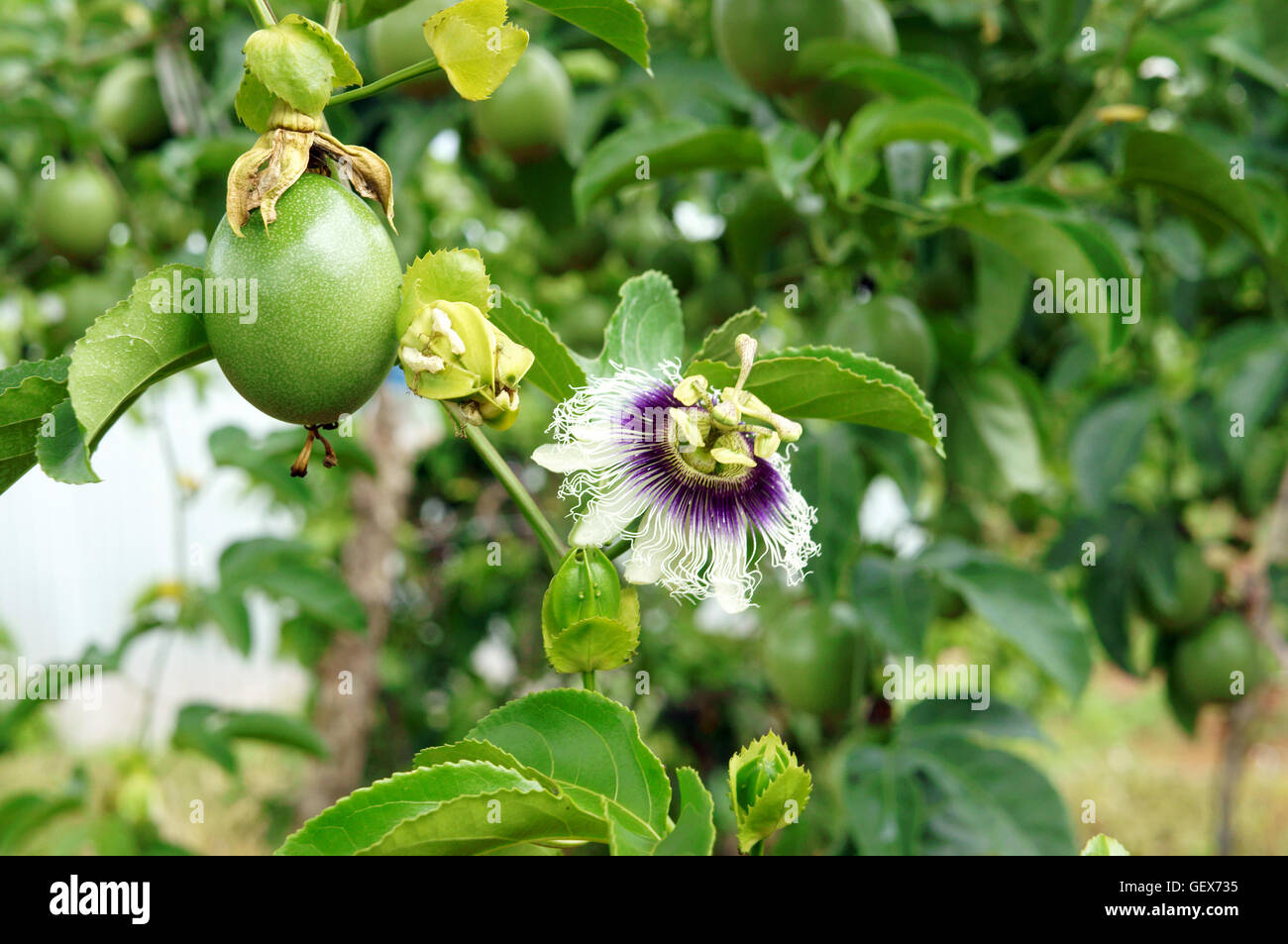 Passion fruit field day hi-res stock photography and images - Alamy