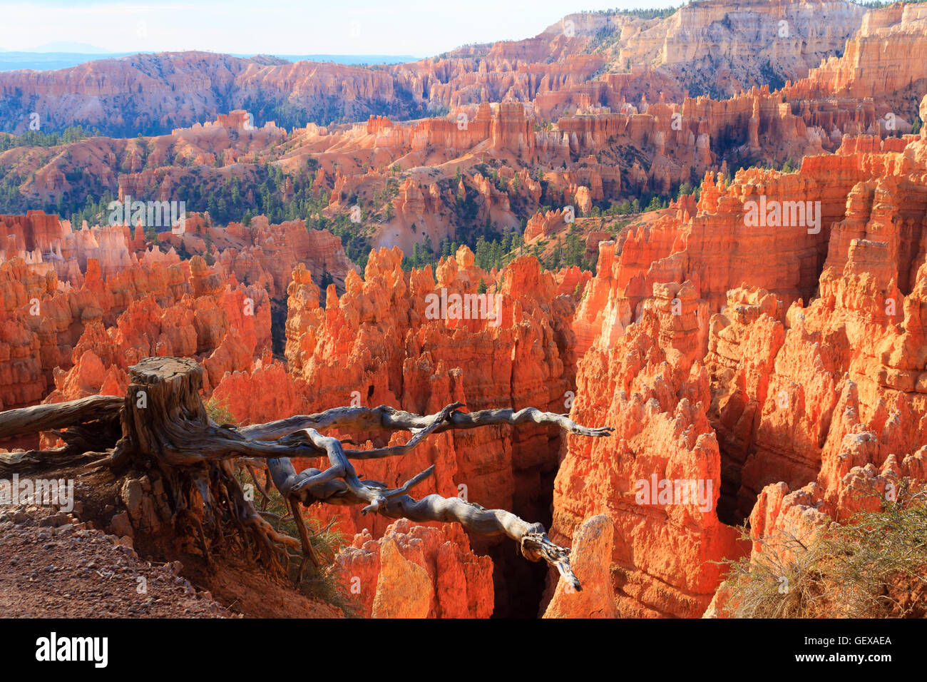 Panorama from Bryce Canyon National Park, USA. Hoodoos, geological ...