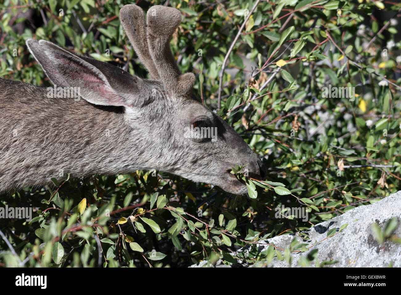 Deer eating leaves hi-res stock photography and images - Alamy