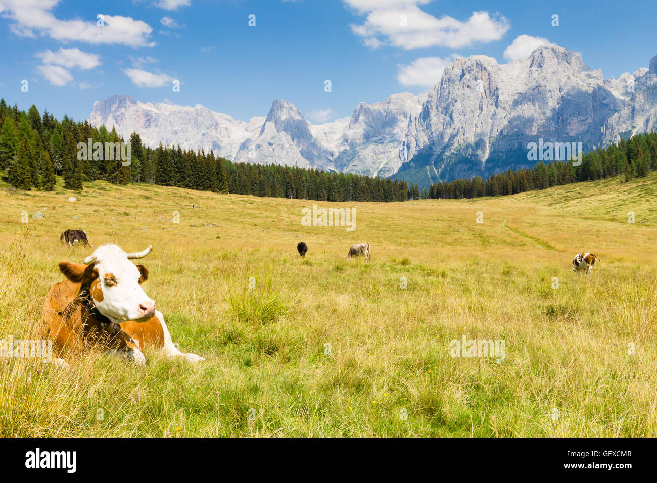 Beautiful alpine panorama, group Pala of dolomites from Calaita lake ...