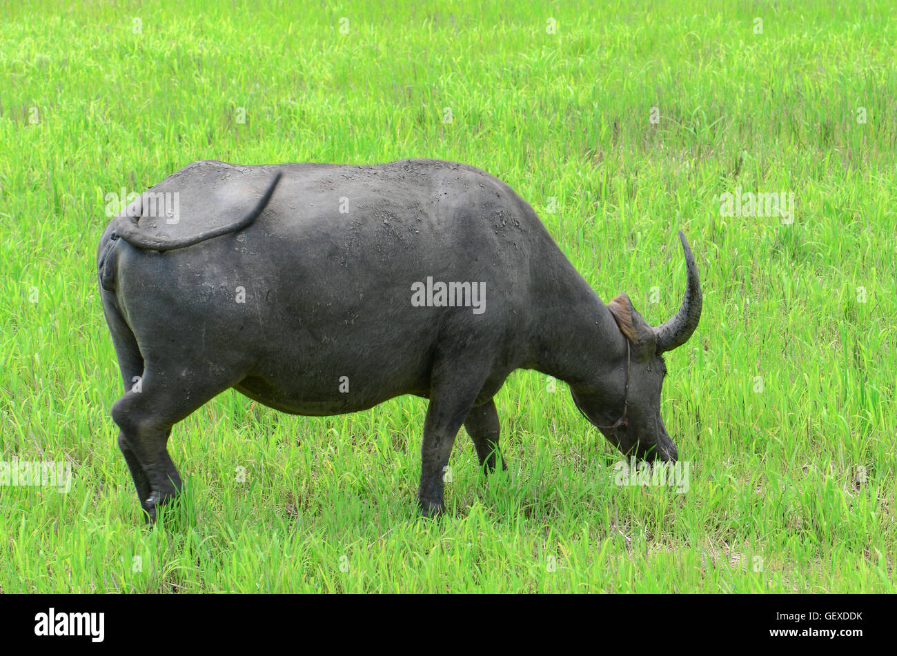B bubalis hi-res stock photography and images - Alamy
