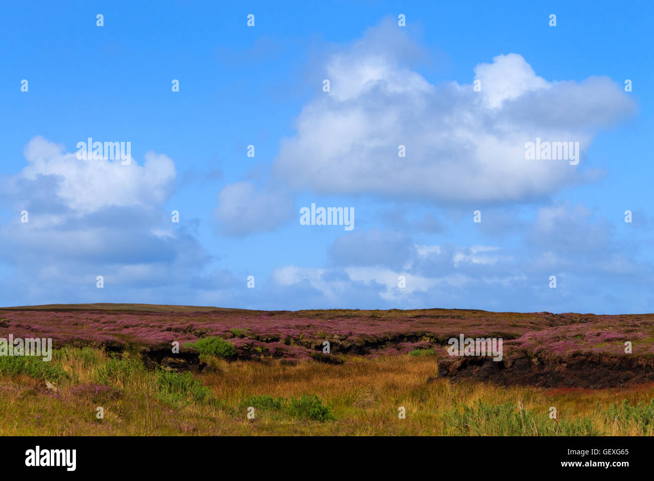 Rural scottish panorama. Erica arborea meadows. Travel destinations ...