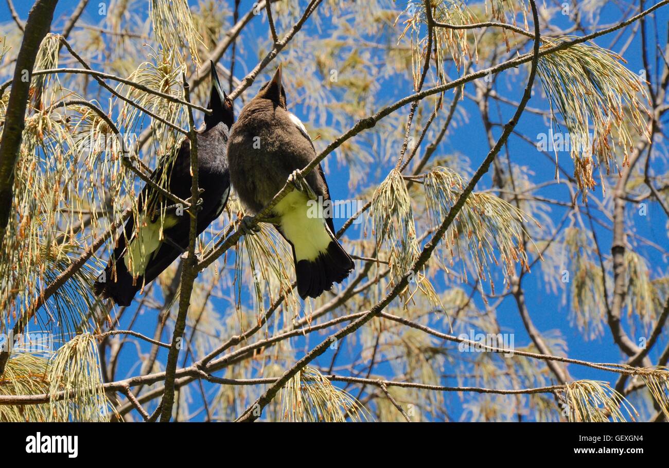 Two black and white Australian magpie's in tree branches with leaves ...