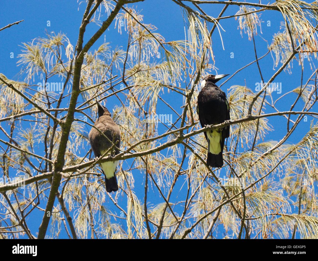 Two black and white Australian magpie's in tree branches with leaves ...