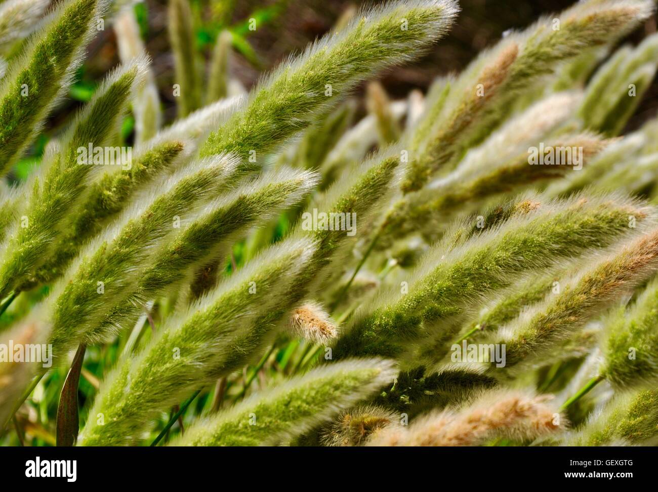 Australian Native Seed High Resolution Stock Photography and Images - Alamy