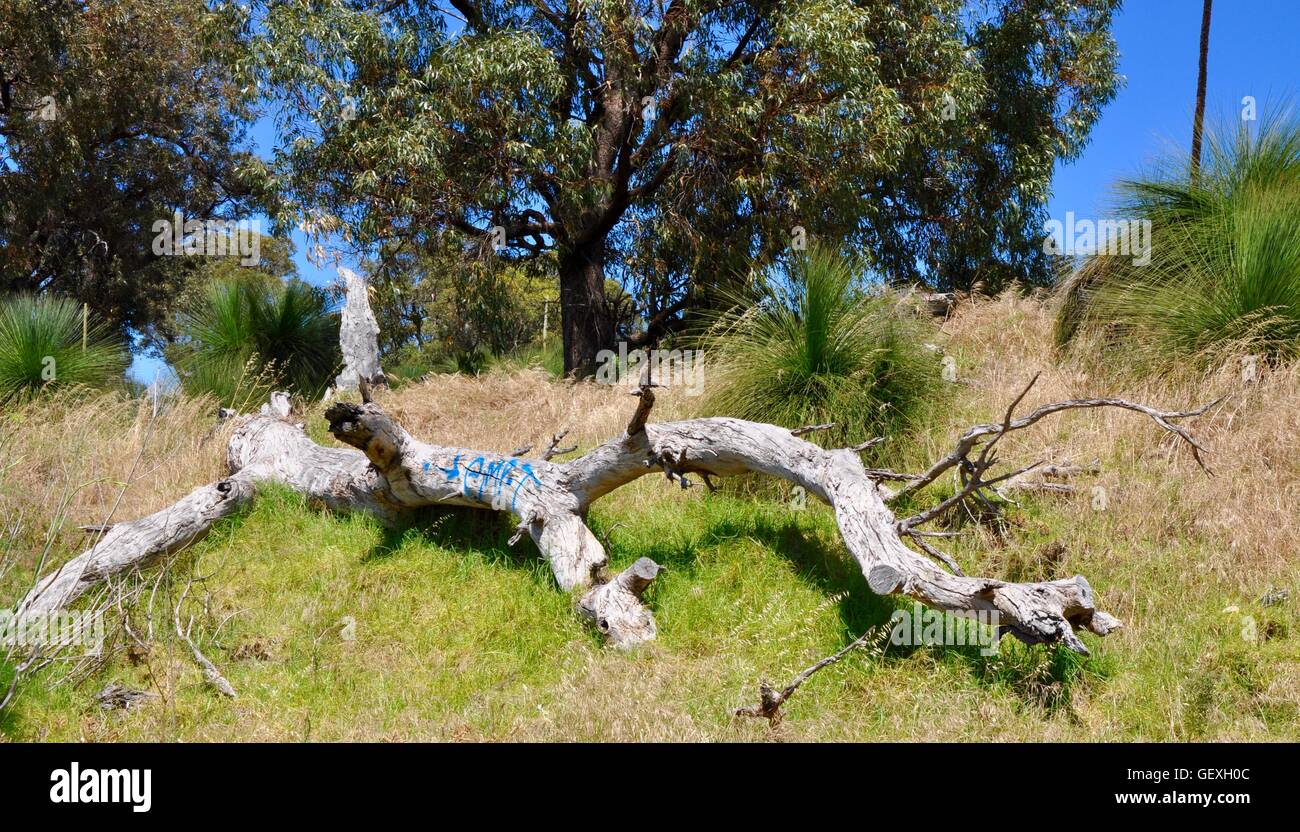 Leafless fallen log with youth tagging in the wild bushland at Lake ...