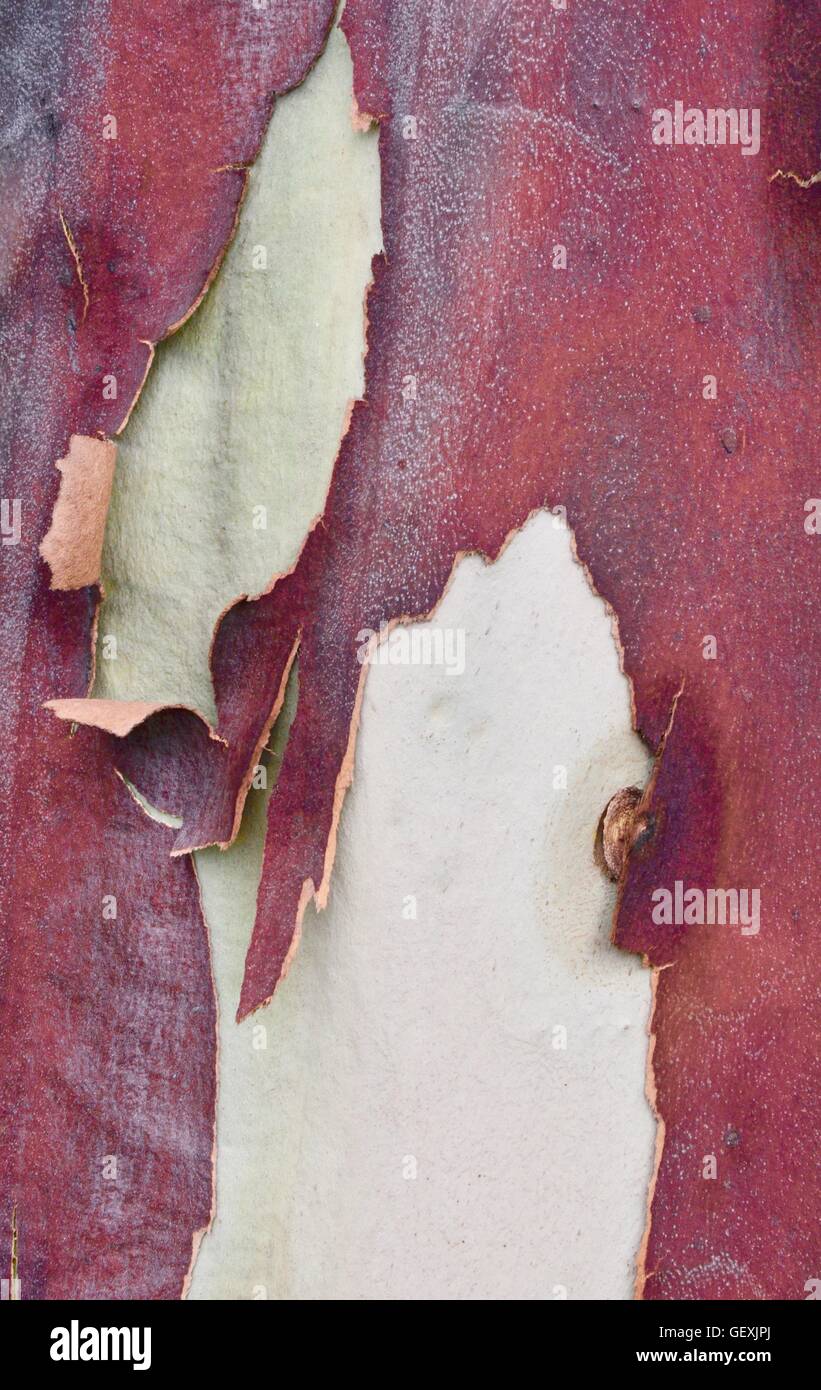 Unique red tree bark background abstract with smooth white layer ...