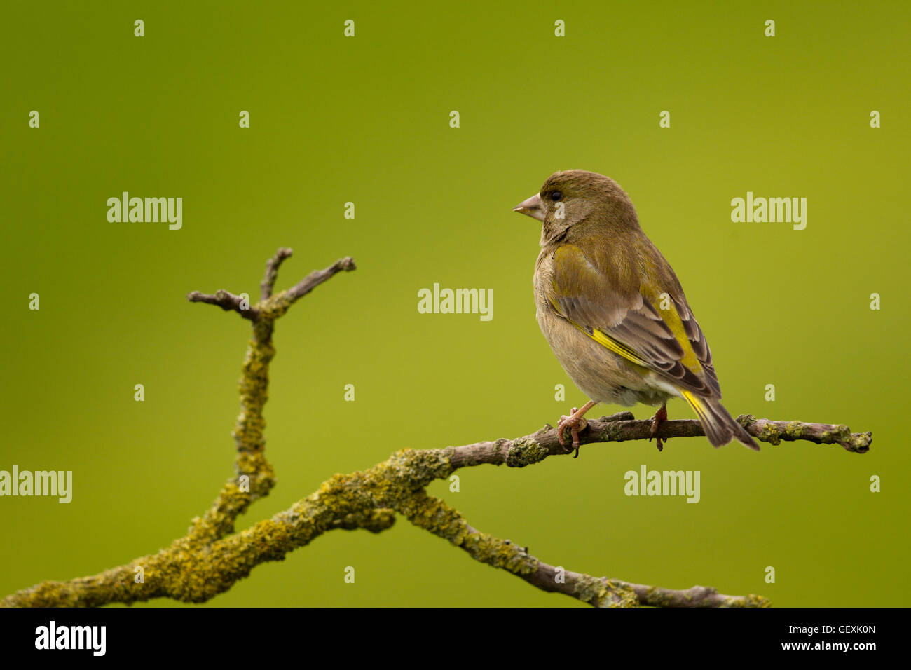 Fringillidae finches hi-res stock photography and images - Alamy