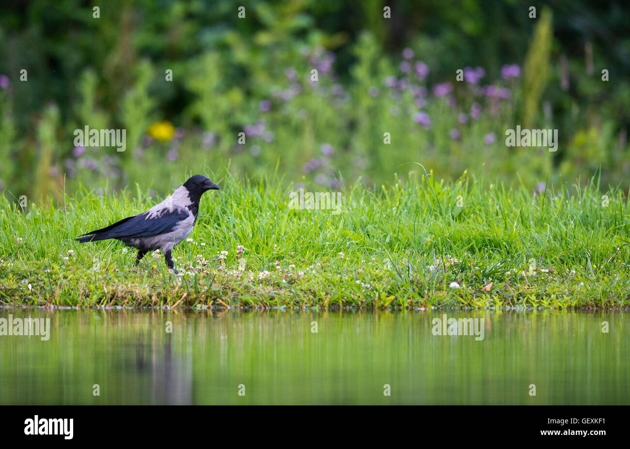 N ireland and on the isle of man hi-res stock photography and images ...