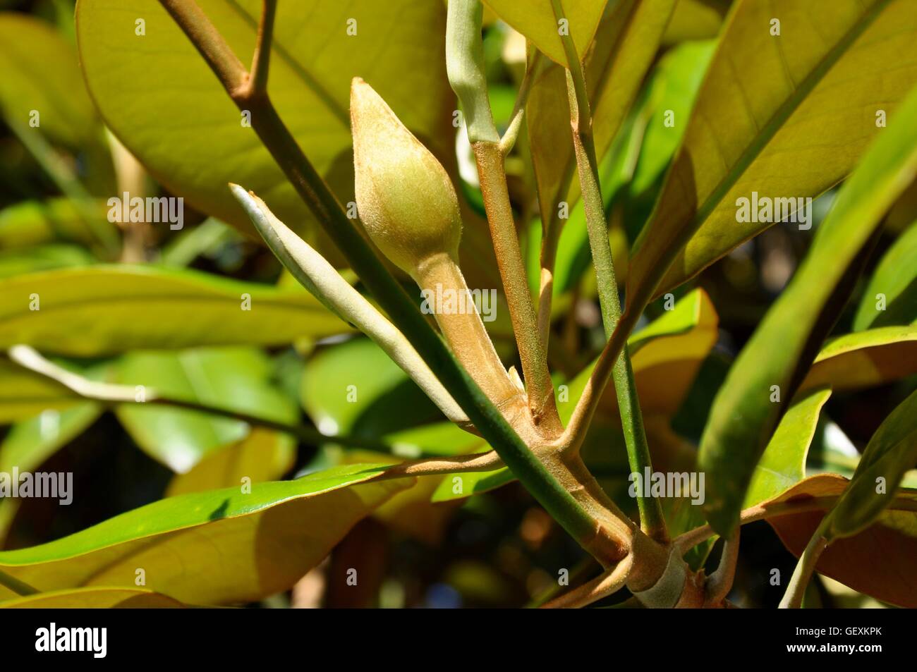 Large leaf plants australia hi-res stock photography and images - Alamy