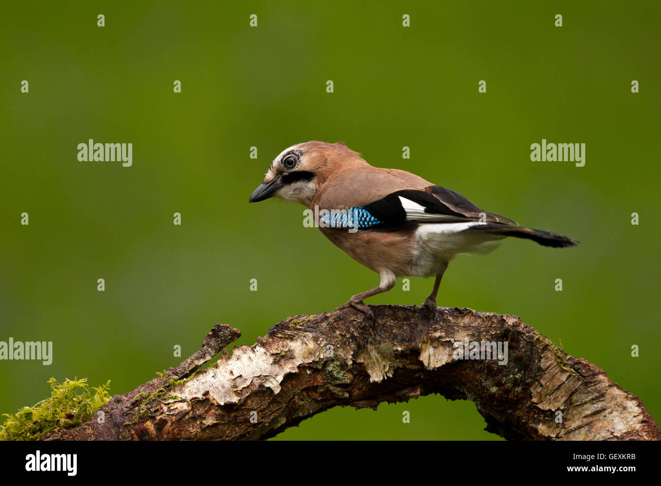 British parks jay hi-res stock photography and images - Alamy