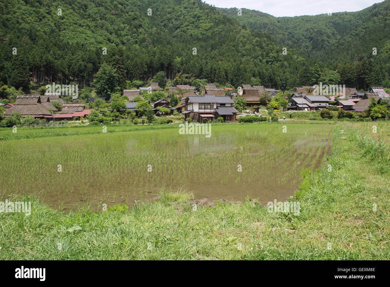 Japanese traditional thatched roof farmhouses with rice paddy in ...