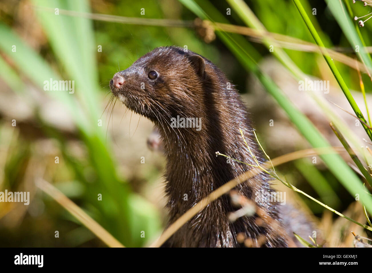 Minks nova scotia hi-res stock photography and images - Alamy