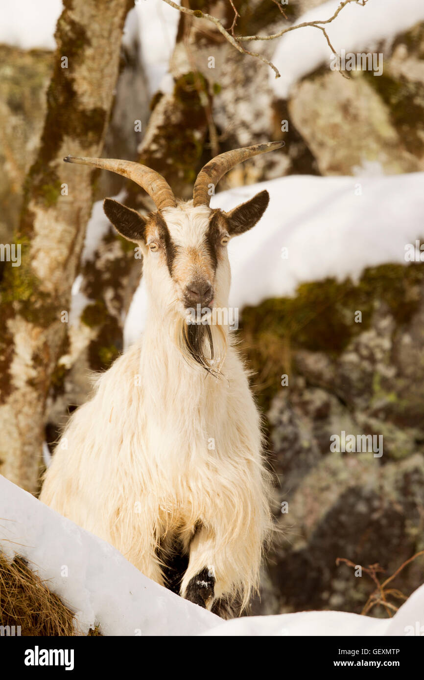 Mountain Goat in winter Stock Photo - Alamy