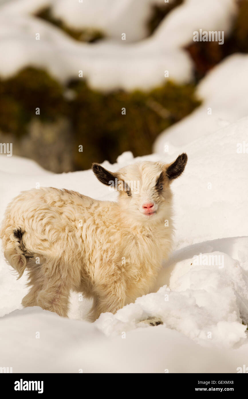 Mountain Goat kid in winter Stock Photo - Alamy