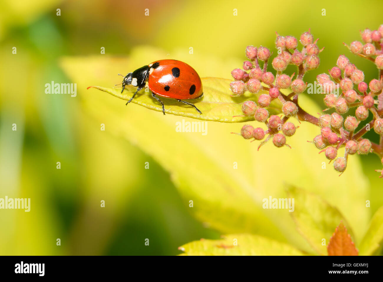Crawling On Grass Blossom High Resolution Stock Photography and Images ...