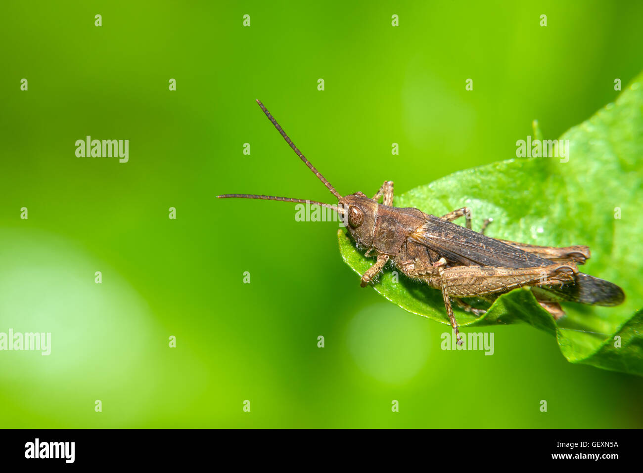 Small grasshopper sitting on a green leaf of grass Stock Photo - Alamy