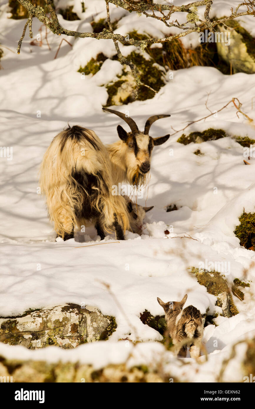 Common goat hi-res stock photography and images - Alamy