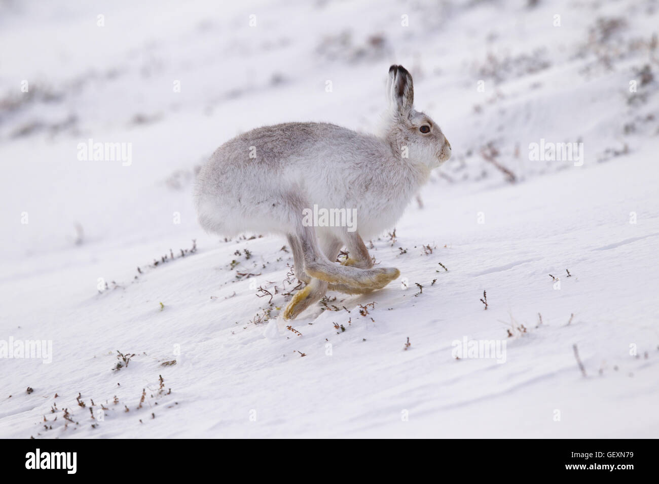 Mountain Hare in winter running Stock Photo - Alamy
