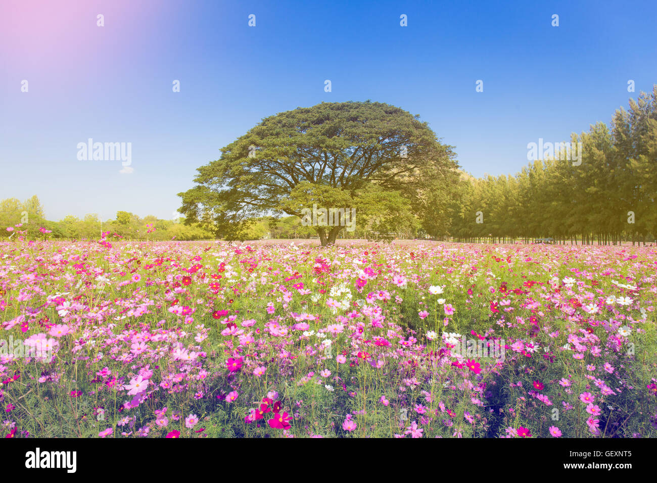 Field Of Flowers Trees Flowers Fields Of Carlsbad Carlsbad By The
