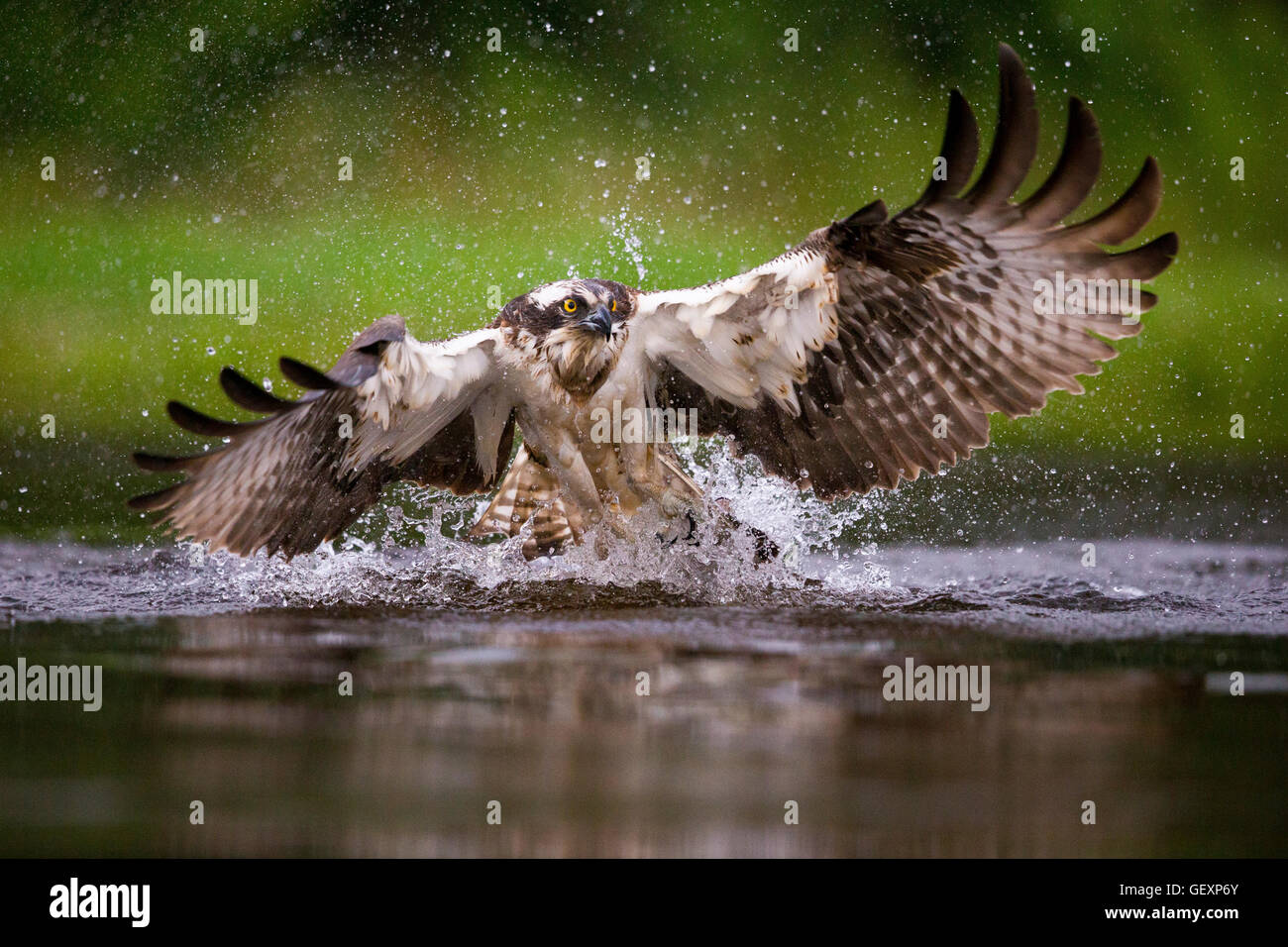 Osprey Flying in Fishing Stock Photo - Alamy