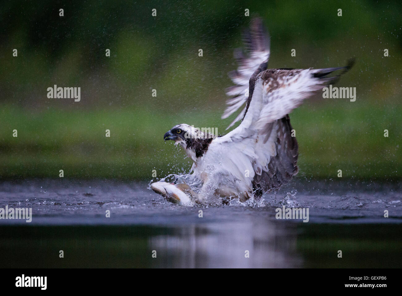 Osprey Flying in Fishing Stock Photo - Alamy