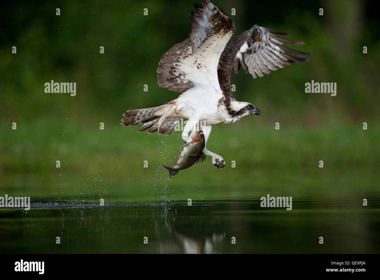Osprey Flying in Fishing Stock Photo - Alamy