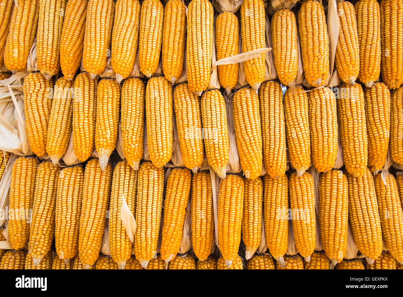 Genetic corn hi-res stock photography and images - Alamy