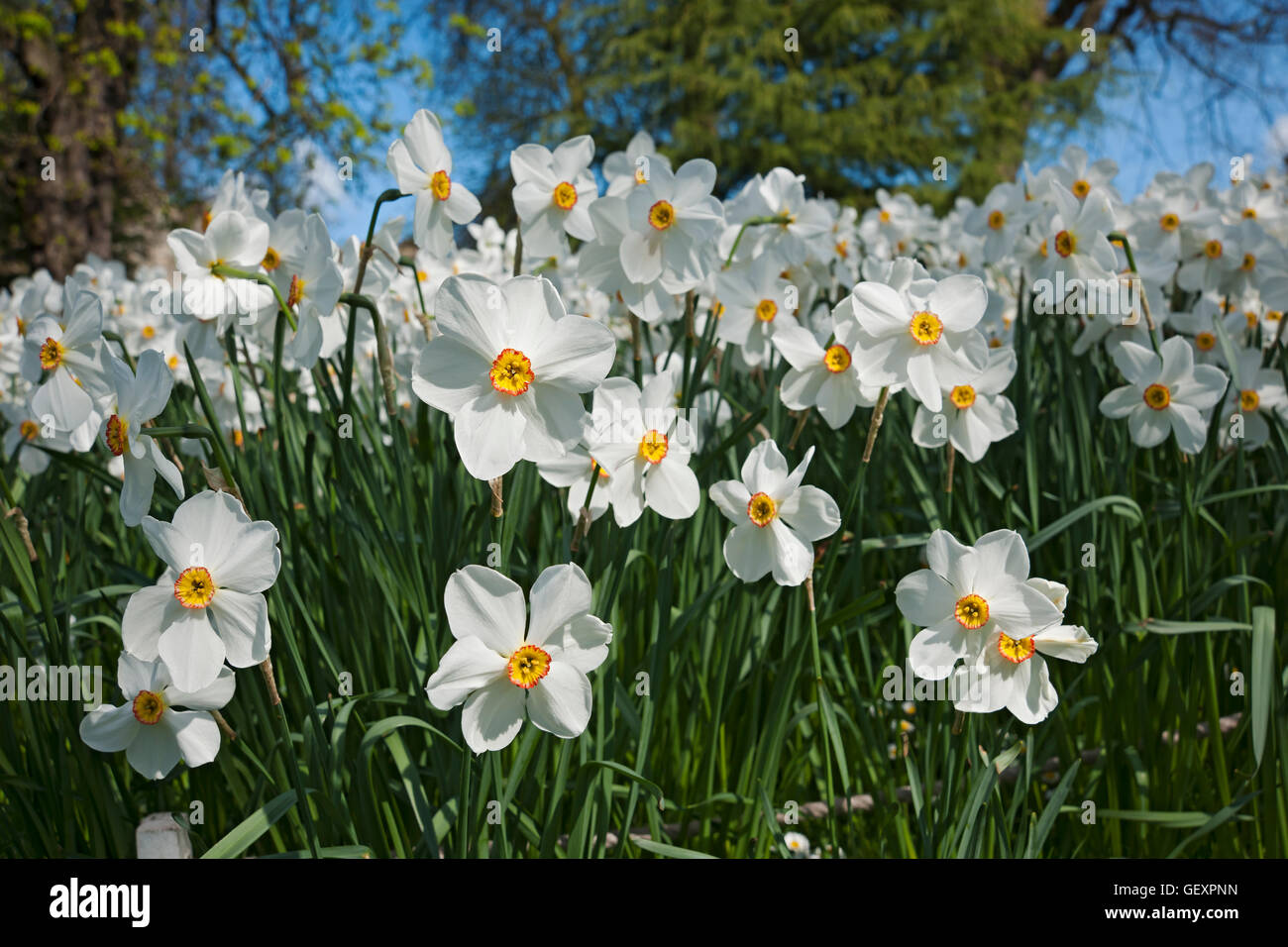 Narcissi in spring Stock Photo - Alamy