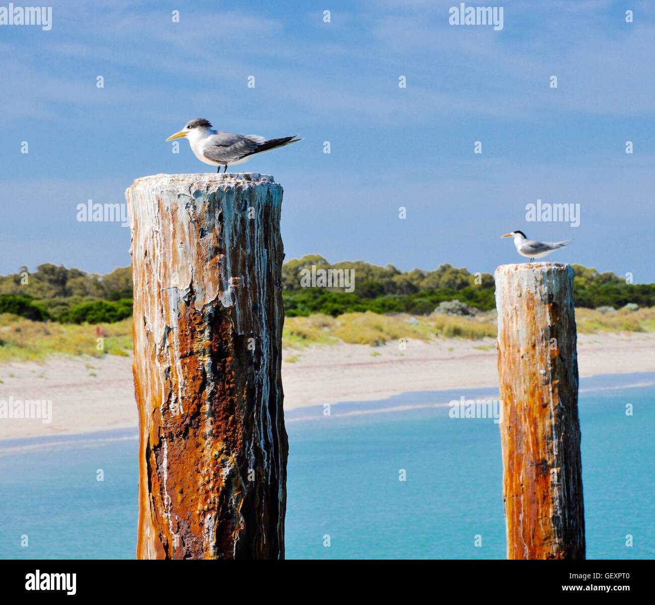 Two crested terns on the rusty ocean pilings in the turquoise Indian ...