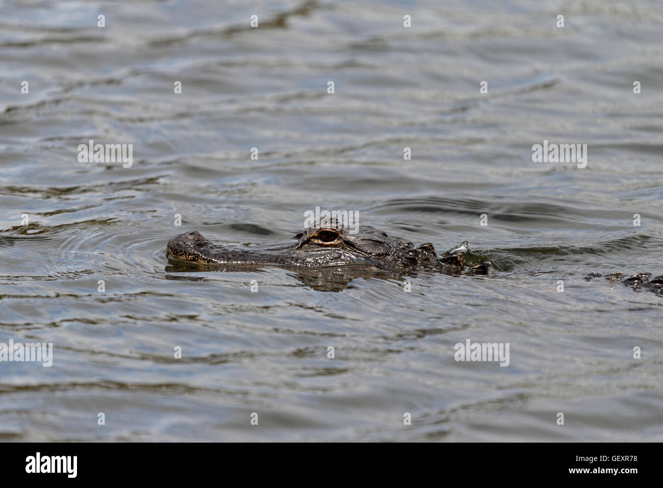 Alligator Profile High Resolution Stock Photography and Images - Alamy