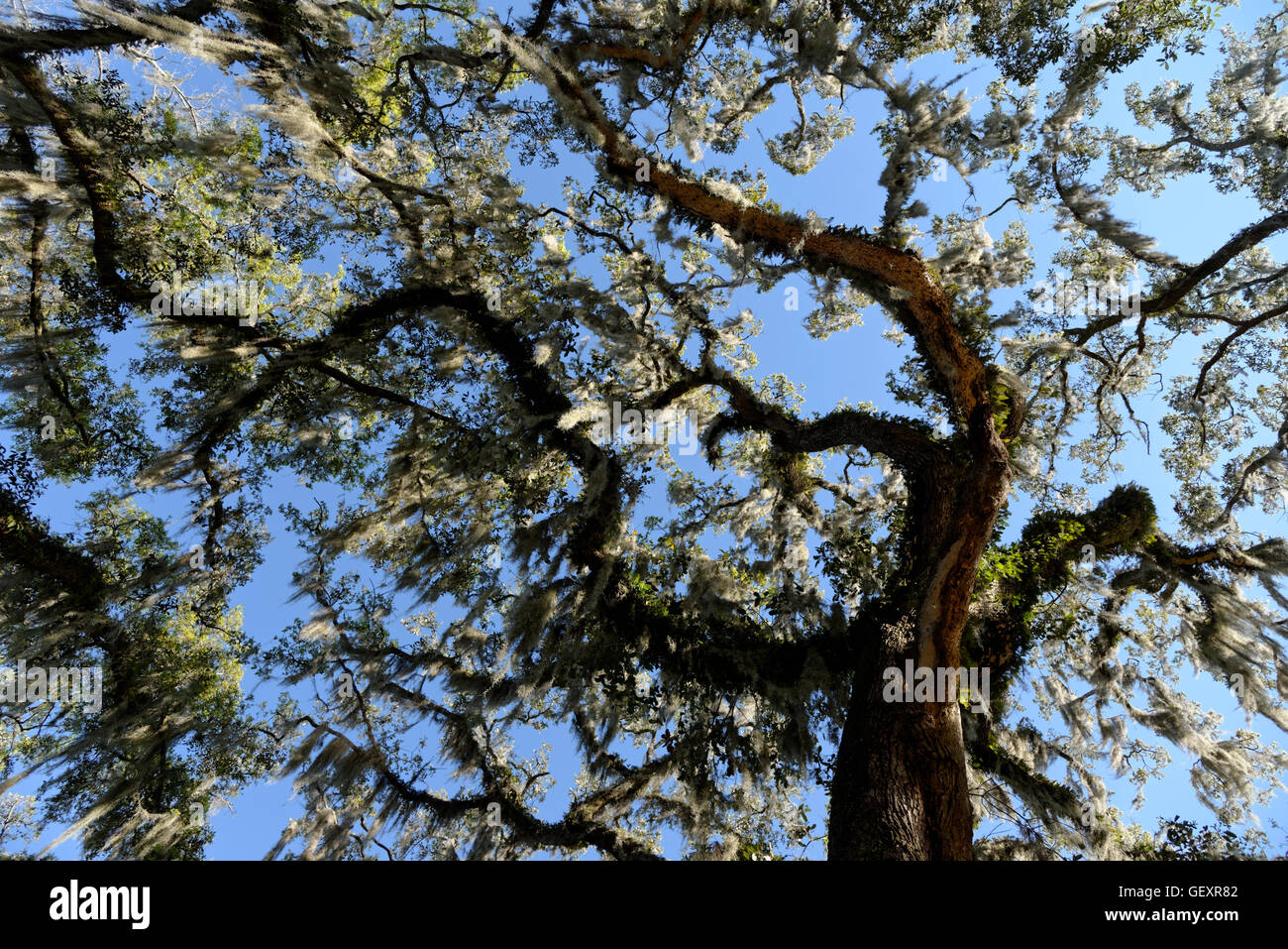 Under a Spanish Moss Tree Stock Photo - Alamy
