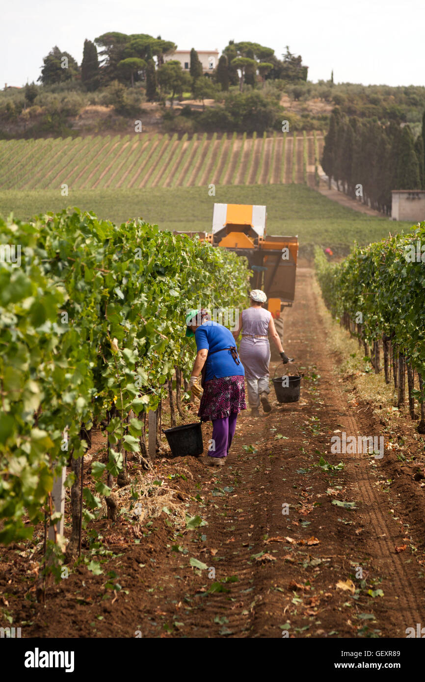 Hand grape pickers following the mechanical harvester harvesting wine ...
