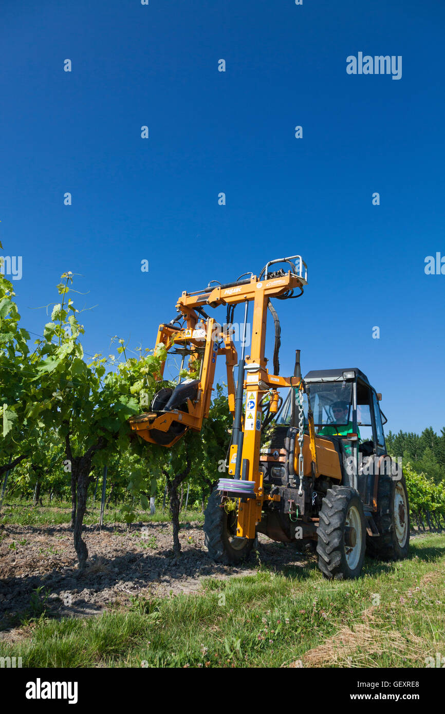 Grape view hi-res stock photography and images - Alamy