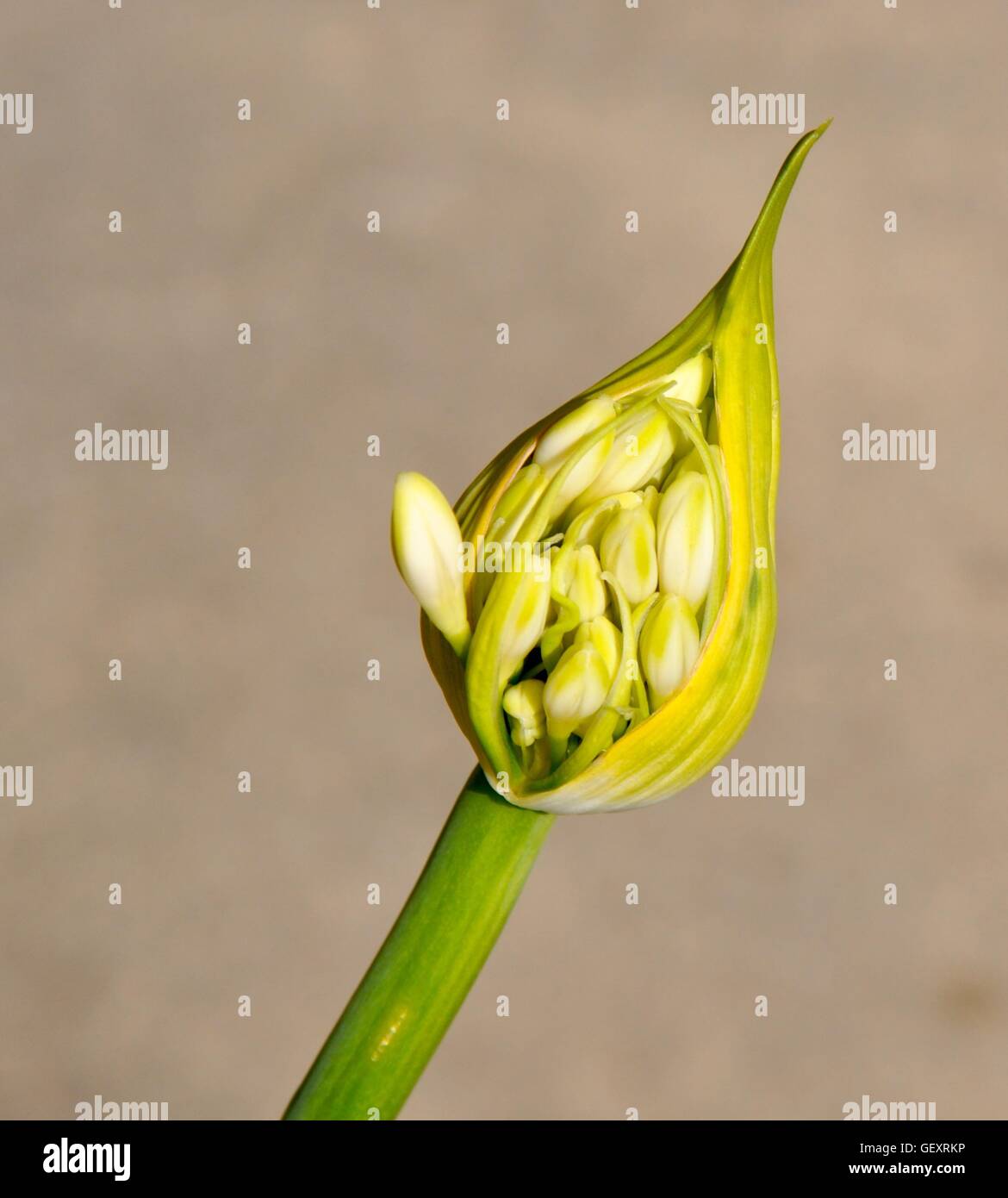 Closeup of a yellow-green flower bud cracking open with oblong ...