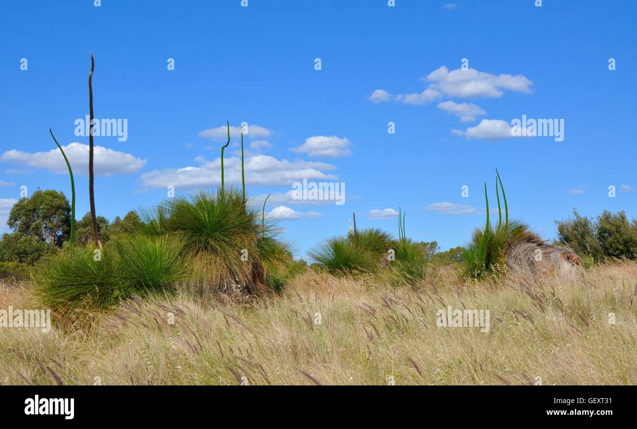 Spiky green yakka, or grass, trees with tall stamens in wild bushland ...