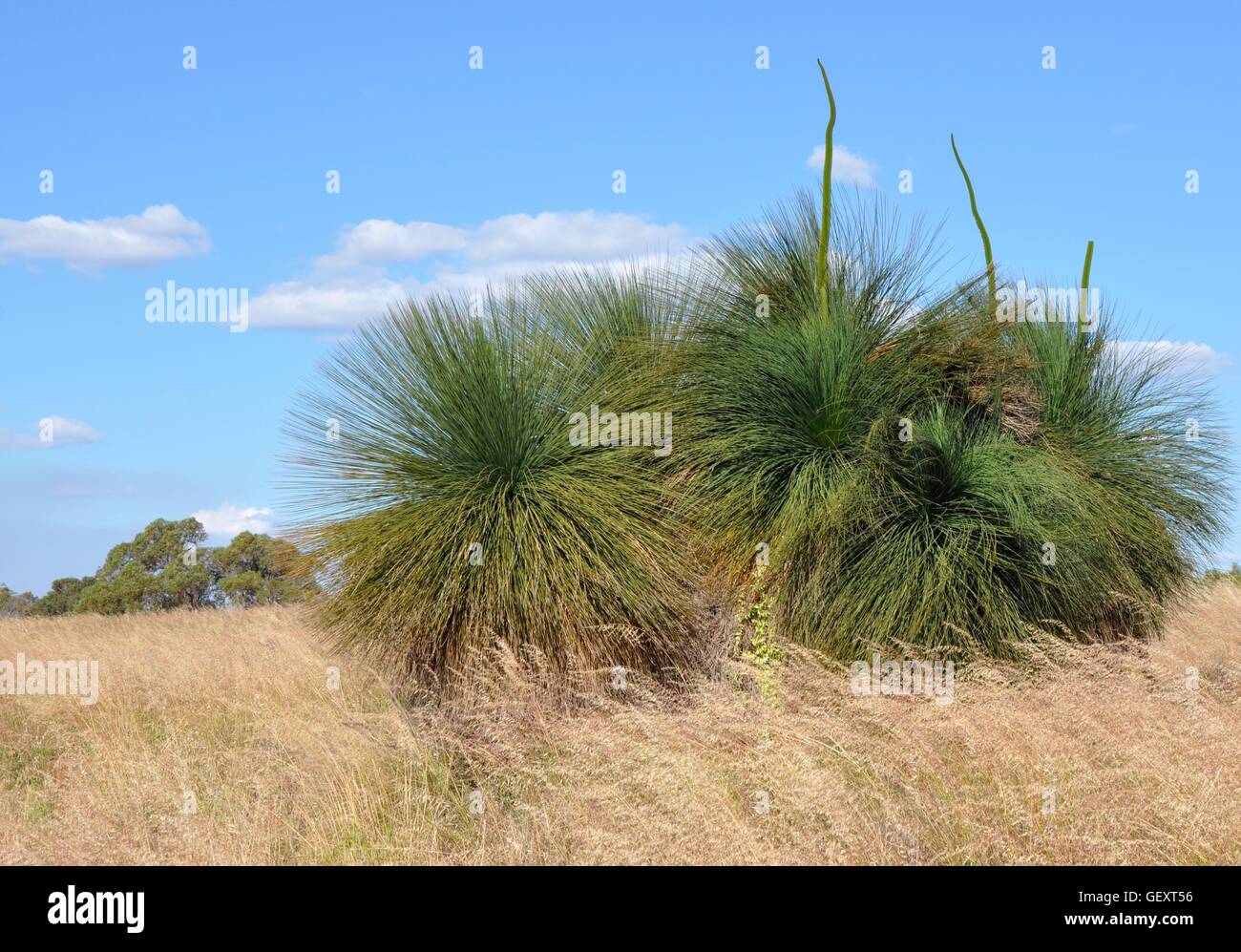 Spiky green yakka, or grass, trees with tall stamens in wild bushland ...