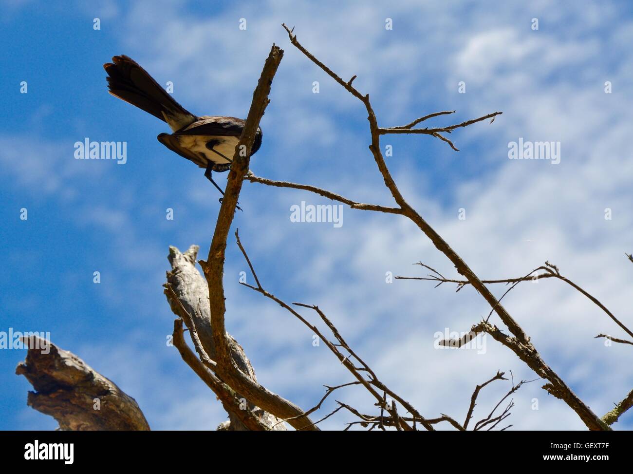 View from below of a lone willy wagtail bird isolated on a leafless ...