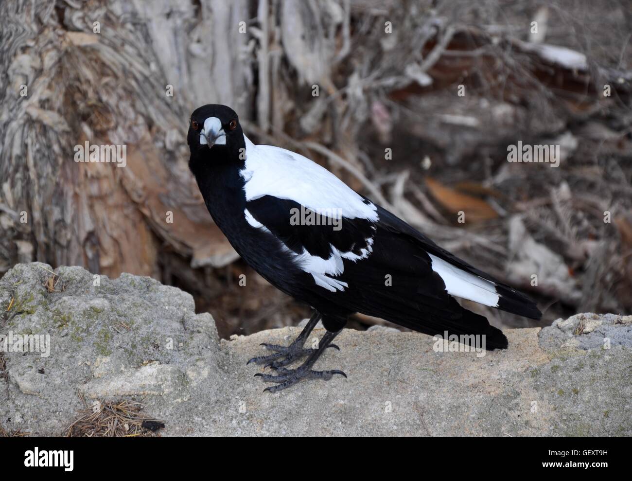 Black Magpie High Resolution Stock Photography and Images - Alamy