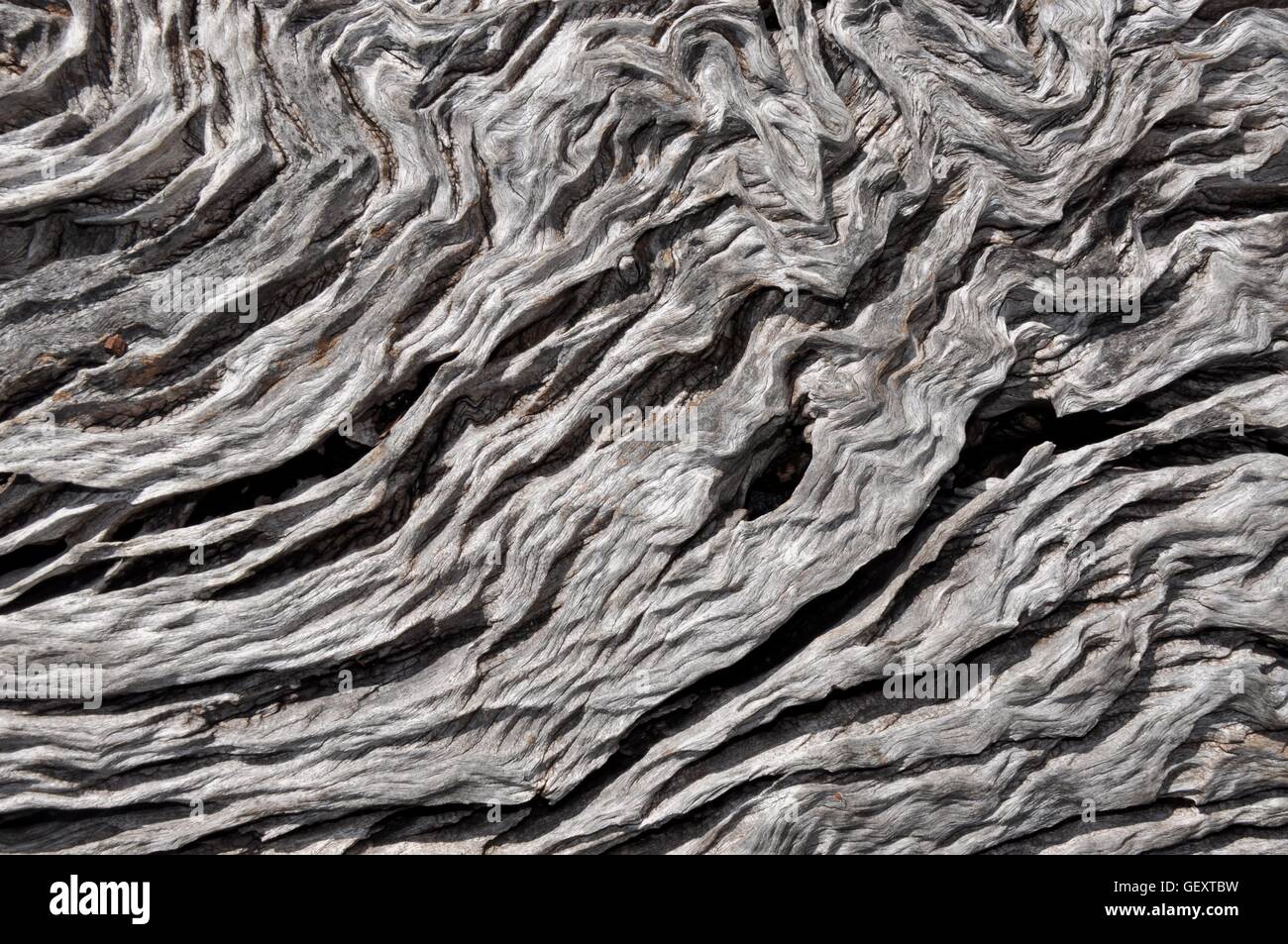 Nature abstract closeup of wavy tree bark with deep grooves in natural ...
