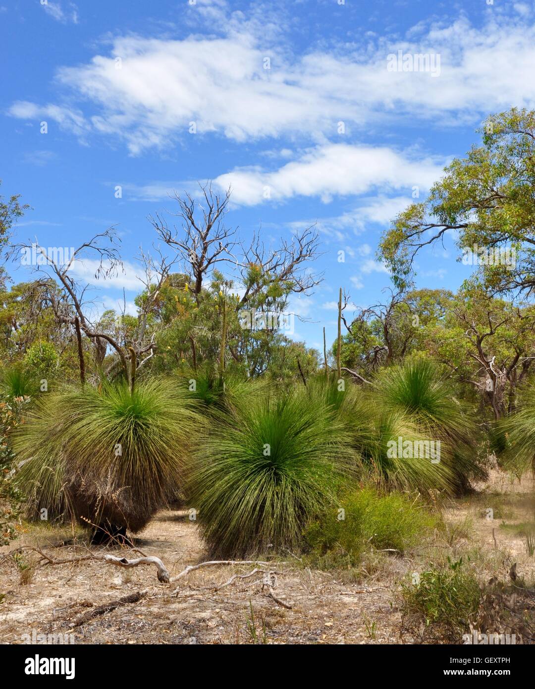 Australian Native Bushland Plants High Resolution Stock Photography and ...