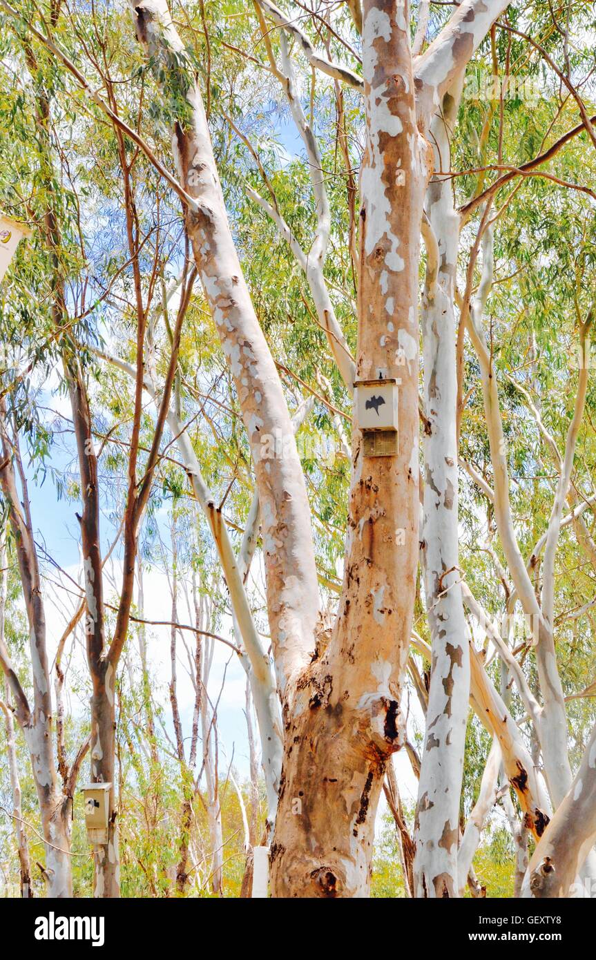 Bat nesting house with image hanging on a eucalyptus tree with green ...