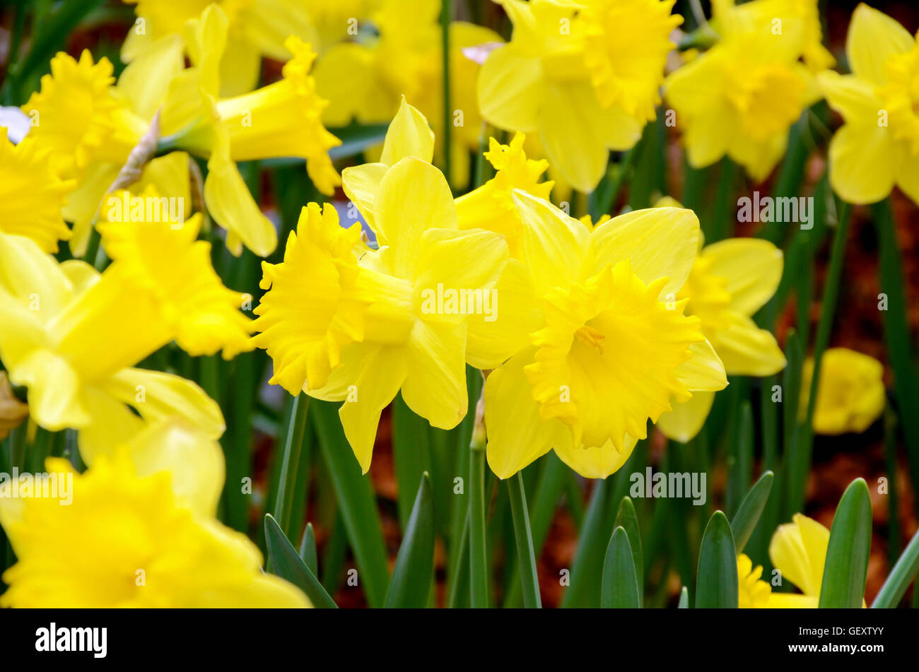 Yellow Daffodil in the spring garden with natural light and soft ...