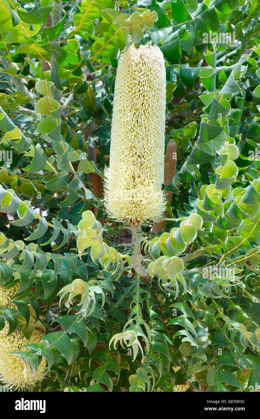 Banksia bushland hi-res stock photography and images - Alamy