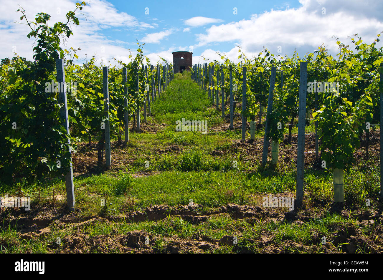 Vineyard watchtower hi-res stock photography and images - Alamy