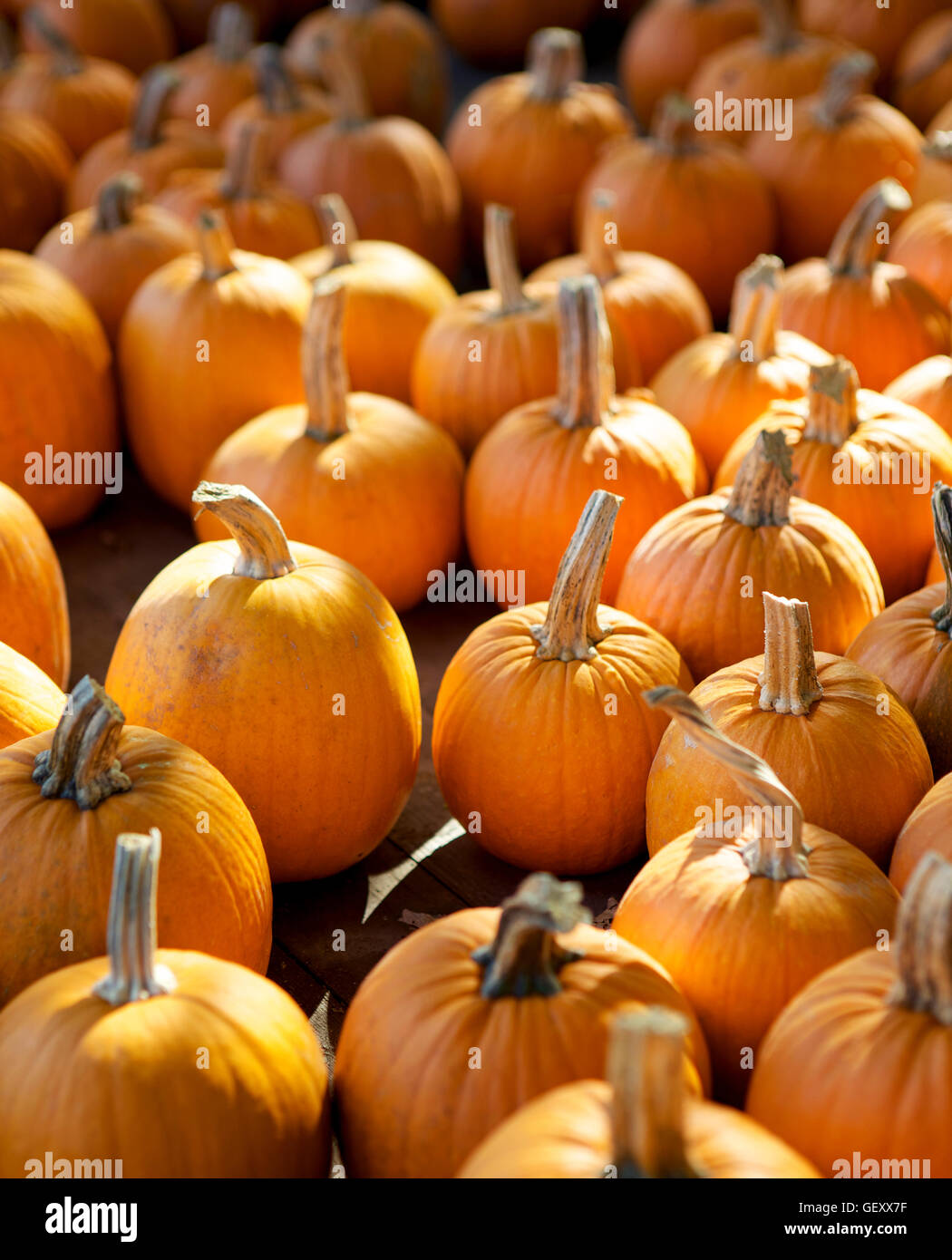 Pumpkins for sale on a farm in the Midwest USA Stock Photo - Alamy
