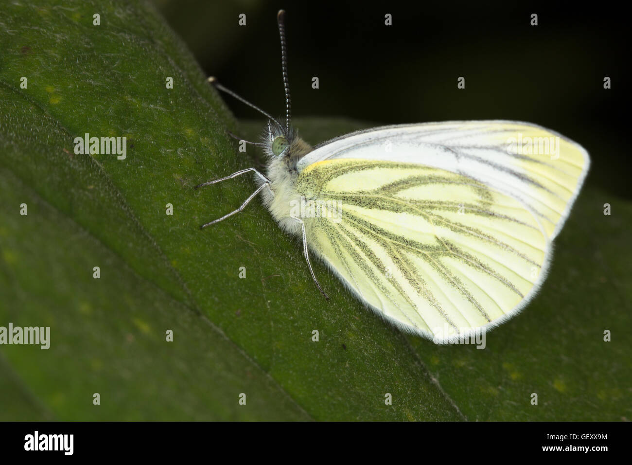 Common english butterfly hi-res stock photography and images - Alamy