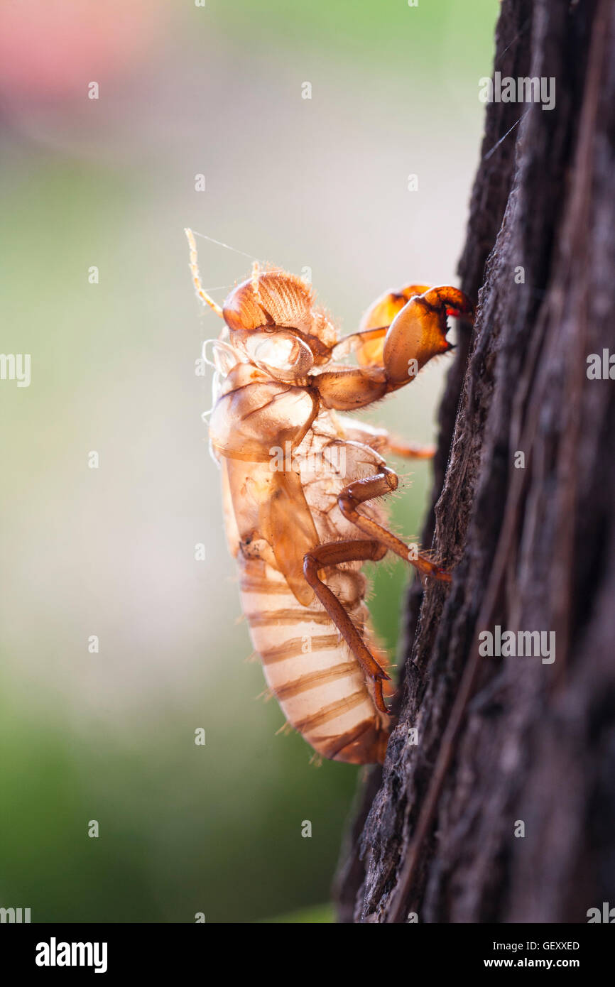 Cicada life cycle hi-res stock photography and images - Alamy