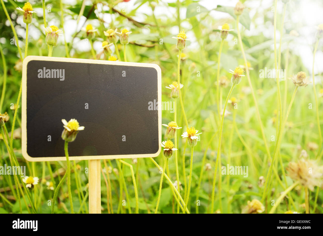 Blank wooden board signs on small flowers background with warm light ...